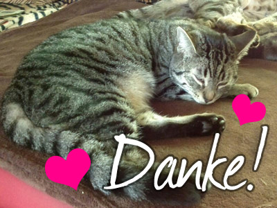 Danke Katze Bilder
